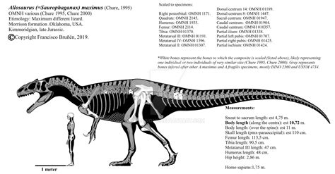 Allosaurus Saurophaganax Maximus Skeletal By Franoys On Deviantart