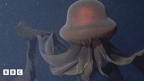 Jellyfish Rare Giant Phantom Jellyfish Stuns Researchers Bbc Newsround