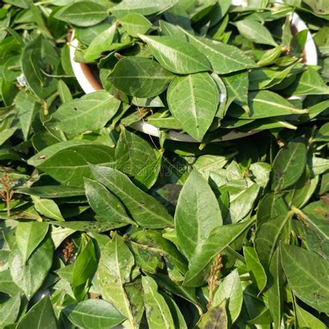 Lawsonia Inermis Also Known As Hina The Henna Tree The Mignonette