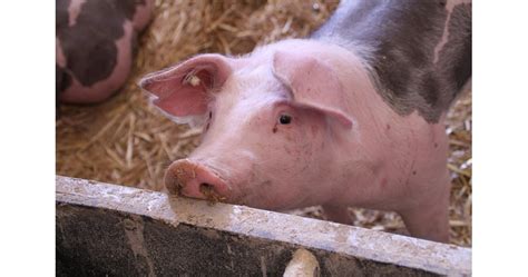 Напомняме защо е важен микроклиматът в помещенията за отглеждане на свине Български Фермер