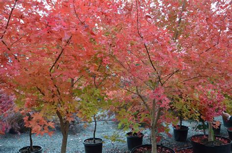 Buy Acer Truncatum Fire Dragon Shantung Maple — Mr Maple │ Buy