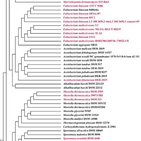 Neighbour‐joining Phylogenetic Tree Based On Pan‐genome Of The 113