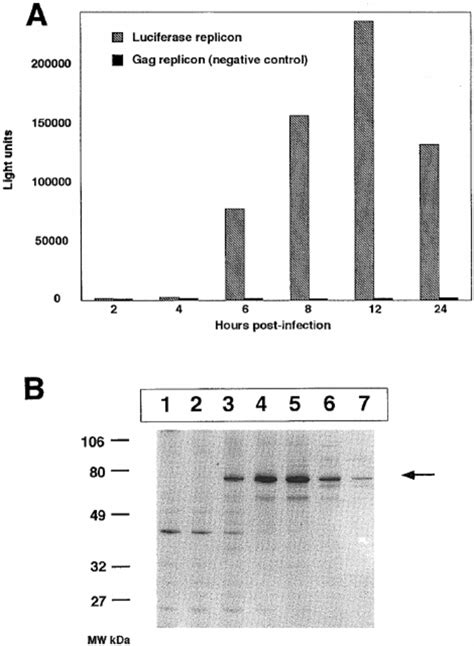Determination Of Luciferase Enzyme Activity From Cells Infected With