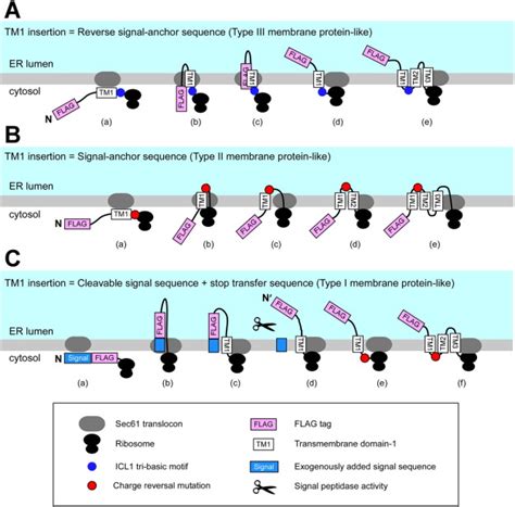 The Models Of Transmembrane Domain Orientation In Different Construct Download Scientific