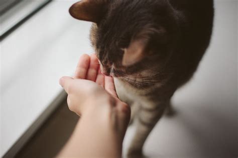 Is Catnip Safe For Cats Kittens Can They Eat It Is It Ever Unsafe