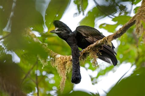 Happy Hootenanny U Is For Umbrellabird