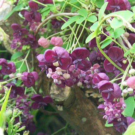 Chocolate Vine Fiveleaf Akebia Akebia Quinata Servescape