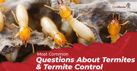Most Common Questions About Termites And Termite Control