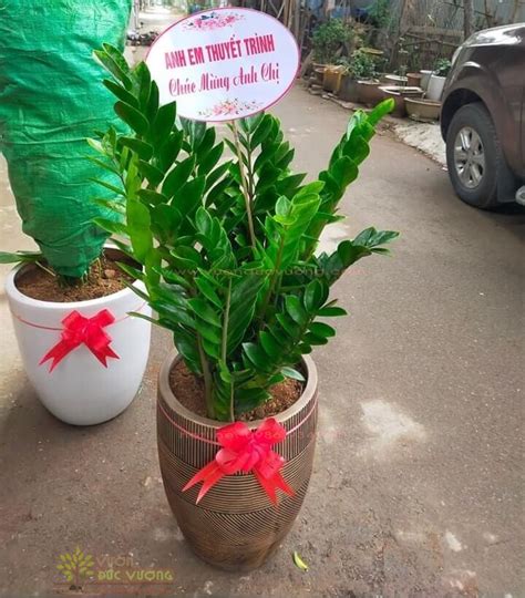 Chậu Xi Măng Nhẹ Chỉ Rối 35x50 Vườn Đức Vượng