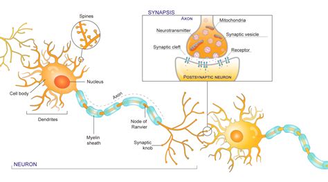 Understanding The Brain Paris Brain Institute