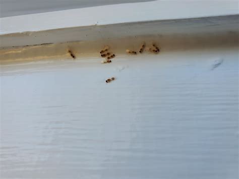 Small Flying Gnats R Whatsthisbug