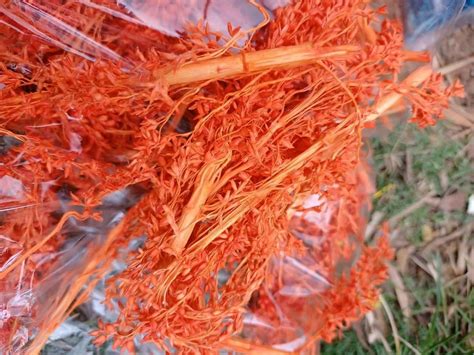 Dry Corn Grass Natural Packaging Size 1 Kg At ₹ 420pack In Kolkata