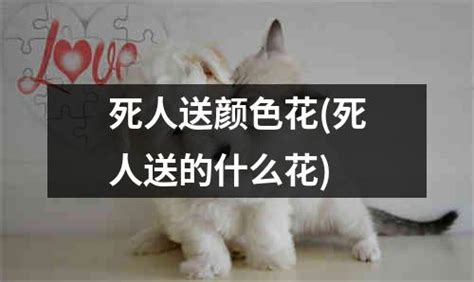 死飞颜色花 死飞的种类 养花经验