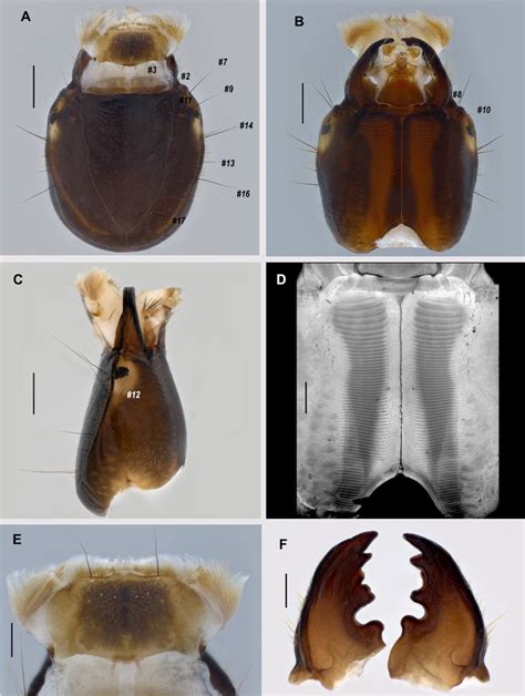 Macrostemum Brasiliense Fischer 1970 Larva A Head Dorsal View
