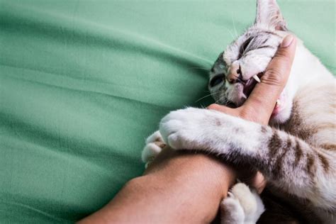 愛猫に噛まれて感染した「パスツレラ症」って？完治までが大変 女子spa！
