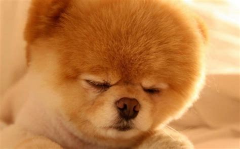 무지개 다리 건넌 반려견이 주인 옷 속에 숨겨놓은 플라스틱 뚜껑 장난감 인사이트