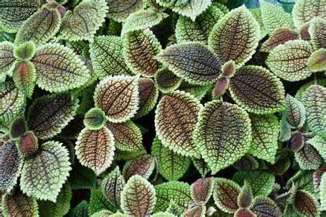 Friendship Plant Pilea Involucrata All You Need To Know