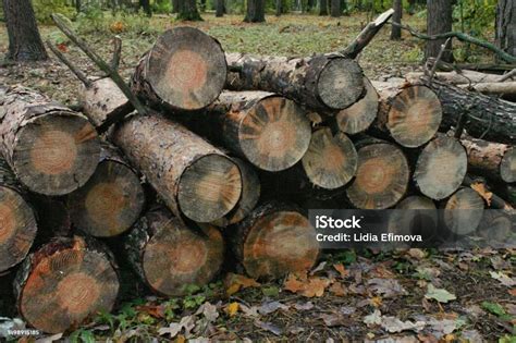 삼림 벌채 파괴 산림 개간 도시 공원에서 나무를 자르십시오 벌목된 목재가 쌓여 있습니다 생태 개념입니다 지구 환경 문제 0명에 대한 스톡 사진 및 기타 이미지 Istock