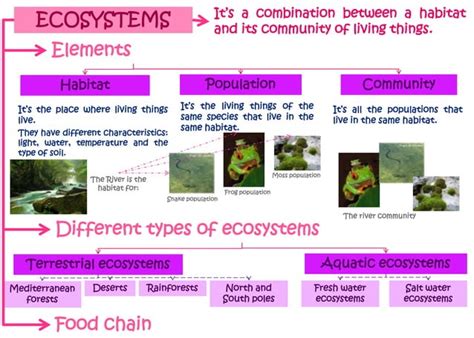 Ecosystems 4th Year Of Primary Education Pptx Zoos And Aquariums
