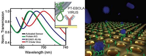 New Biosensor Quickly Detects Viruses Such As Ebola