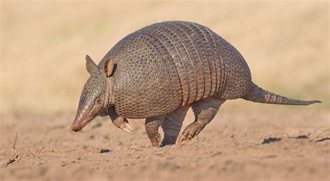 Mulita Pampeana Dasypus Hybridus Fundación Federico Wildermuth