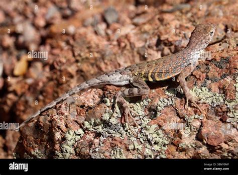 Greater Earless Lizard Or Cophosaurus Texanus Perching On A Rock At The