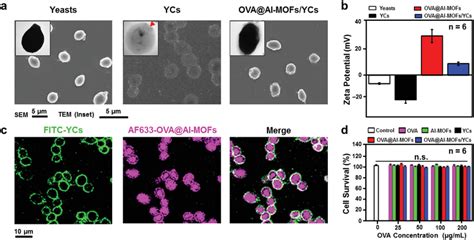 A Sem Micrographs And Tem Micrographs Insert Of Yeasts Ycs And Download Scientific Diagram