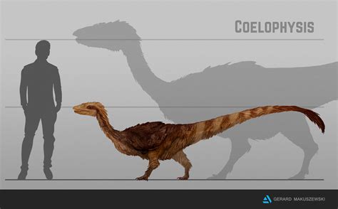Coelophysis Size