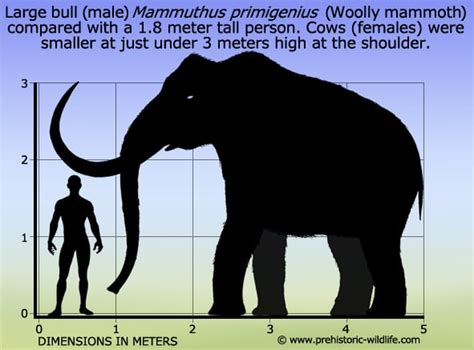 Mammuthus Primigenius Woolly Mammoth