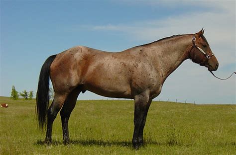 Lazy JS Ranch Stallions