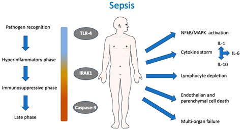 In Silico Exploration Of Natural Antioxidants For Sepsis Drug Discovery
