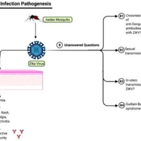 Pathogenesis Of Zikv In Humans And The Unanswered Questions Surrounding Download Scientific