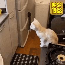 Cute Cat Standing Up S Tenor Cute Cat Standing Up S Tenor