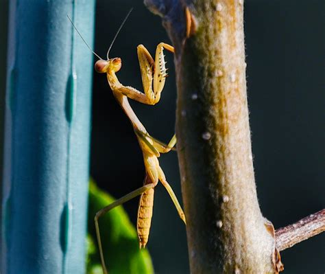 자연 겔러리 가을곤충 숫 사마귀 뒷마당에서