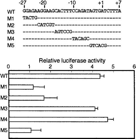 Determination Of Cis Enhancing Elements In The Minimum Promoter By