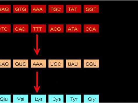 Difference Between Template And Coding Strand Garmin Software Mrna Sequence Williamson