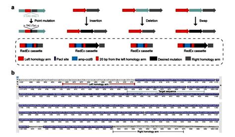 王海龙教授团队在微生物基因编辑技术研究领域取得新进展 山东大学（青岛）