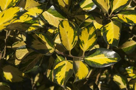 Scherpe Hulst Ilex Aquifolium Golden Van Tol Vtwonen