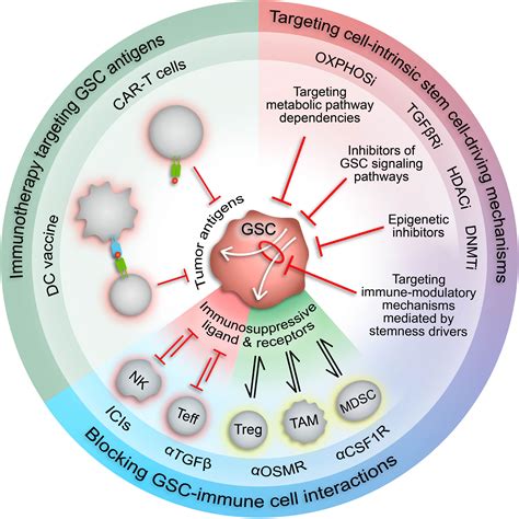 Frontiers Exploring Glioblastoma Stem Cell Heterogeneity 59 Off
