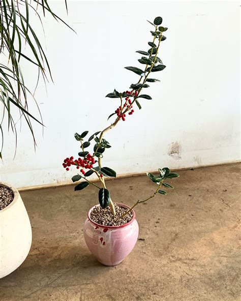 식물을 기르기엔 난 너무 게을러 줄여서 식기난게 구아바 And 천사의트럼펫 And 파키라 And 고려담쟁이조화 와인과 위스키를 즐길수있는 다이닝 공간 페이브 멋진 공간에