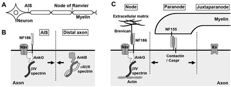 Structural Organization Of Excitable Domains Along Myelinated Axons Download Scientific