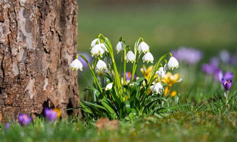 Snoppen Ugglans Biologi