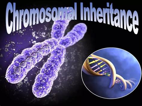 Ppt Chromosomal Inheritance Powerpoint Presentation Free Download Id1928645
