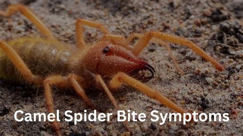 Unleashing The Thrills Exploring The Enigmatic World Of Spiderrbolgs
