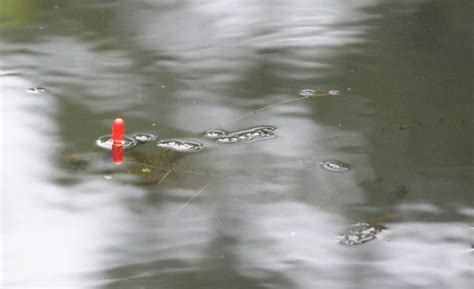 Float Fishing Fundamentals Essential Tips For Mastering Floats Bobbers