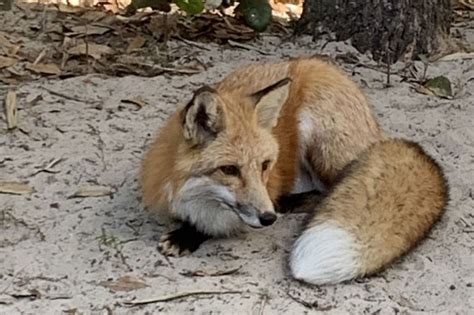 Foxes And Coyotes In The Panhandle How To Identify And Manage Them Panhandle Agriculture