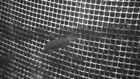 Hole Detection Object Detection Dataset By Fishnet Detection