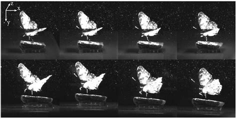 Three Dimensional Flow Measurements On Flapping Wings Using Synthetic Aperture Piv 2014