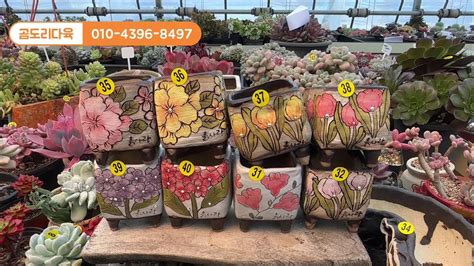 24 12 25 수요 라이브 메리 크리스마스 곰도리다육 라이브 Youtube