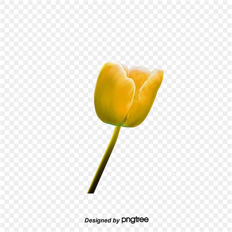 鬱金香 鬱金香剪貼畫 鬱金香 花素材圖案，psd和png圖片免費下載